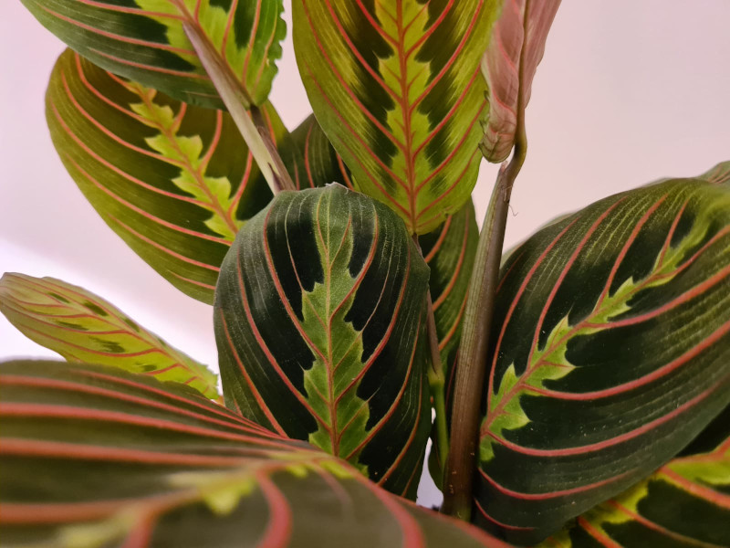 Should I Mist My Prayer Plant OSERA